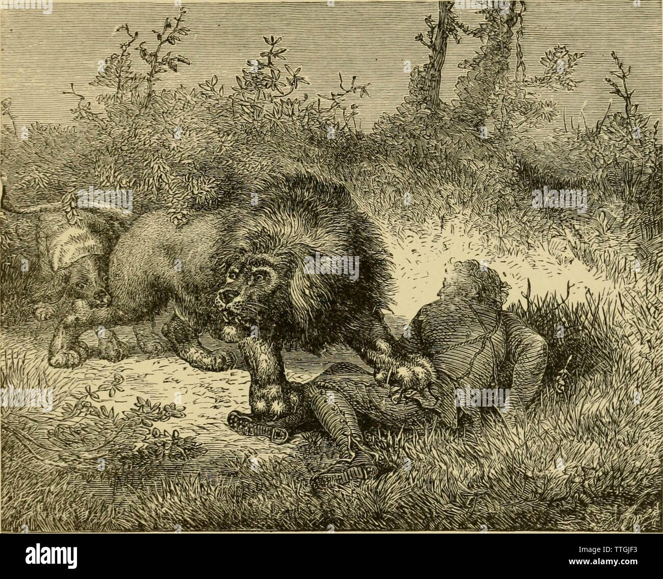 African game animals new york hi-res stock photography and images - Alamy