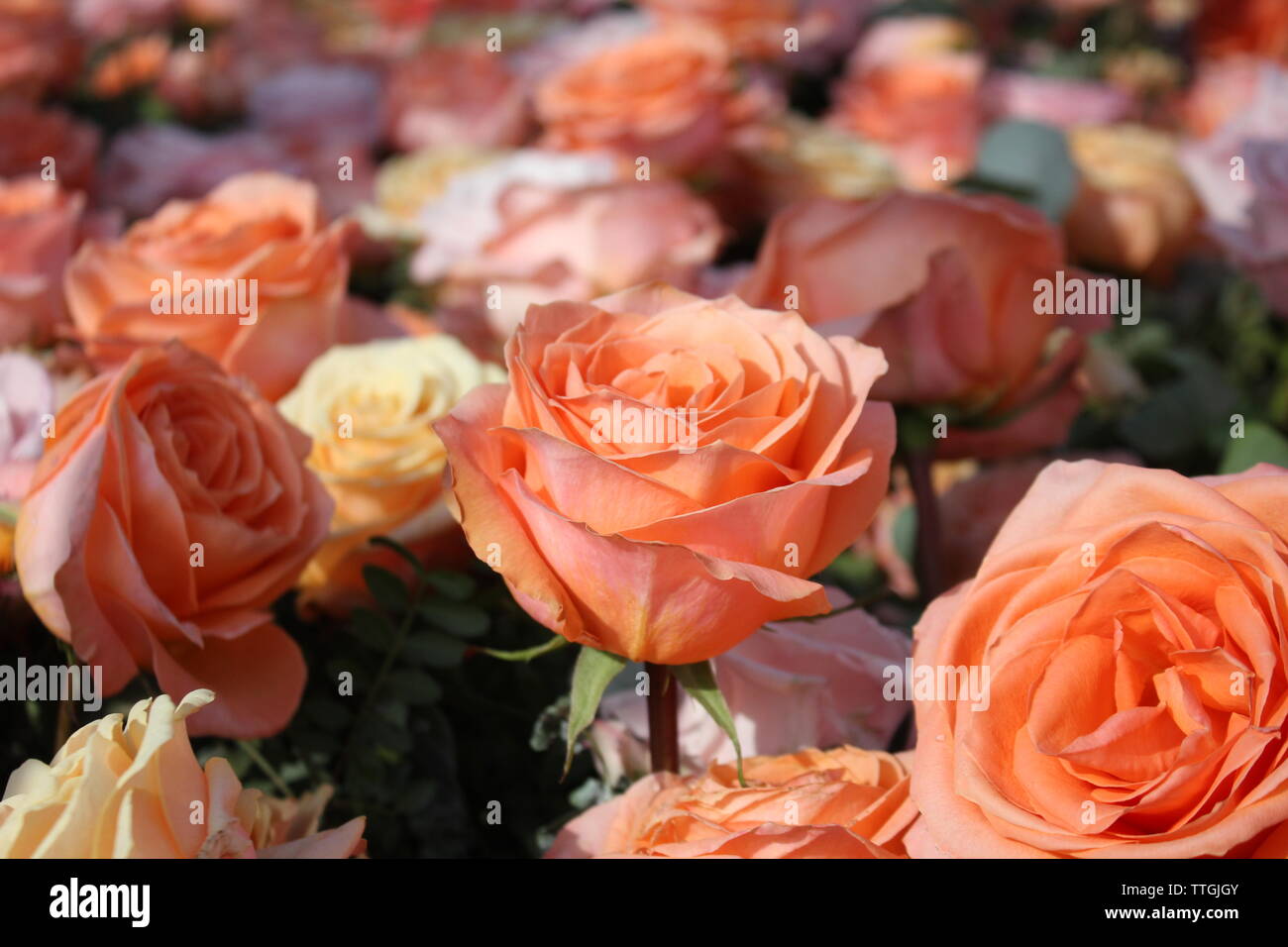 Peachy apricot hi-res stock photography and images - Alamy