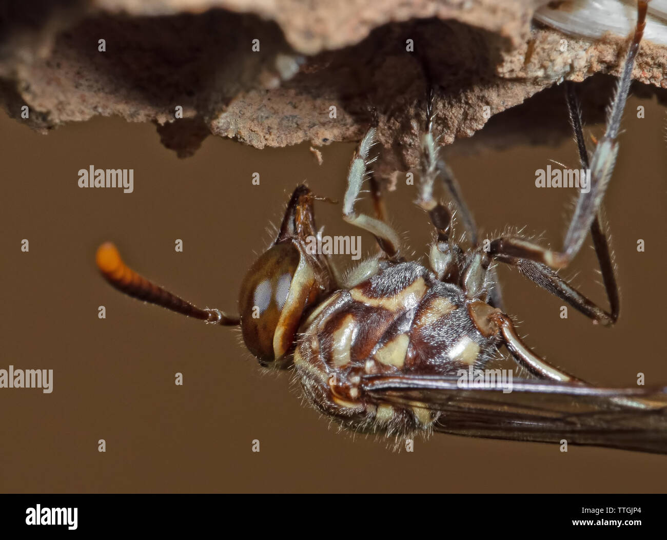 Macro Photography of Paper Wasp is Building a Nest on The Nylon Rope ...
