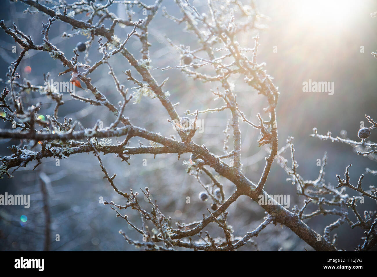 Back lit frozen branches in the woods Stock Photo - Alamy