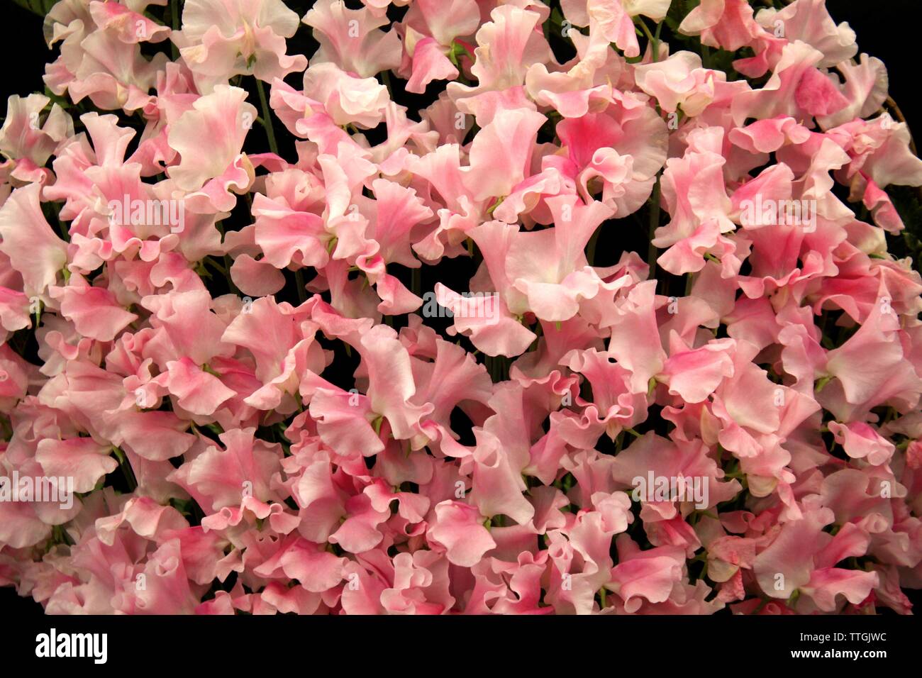A mass of pretty pale pink sweet peas Stock Photo - Alamy