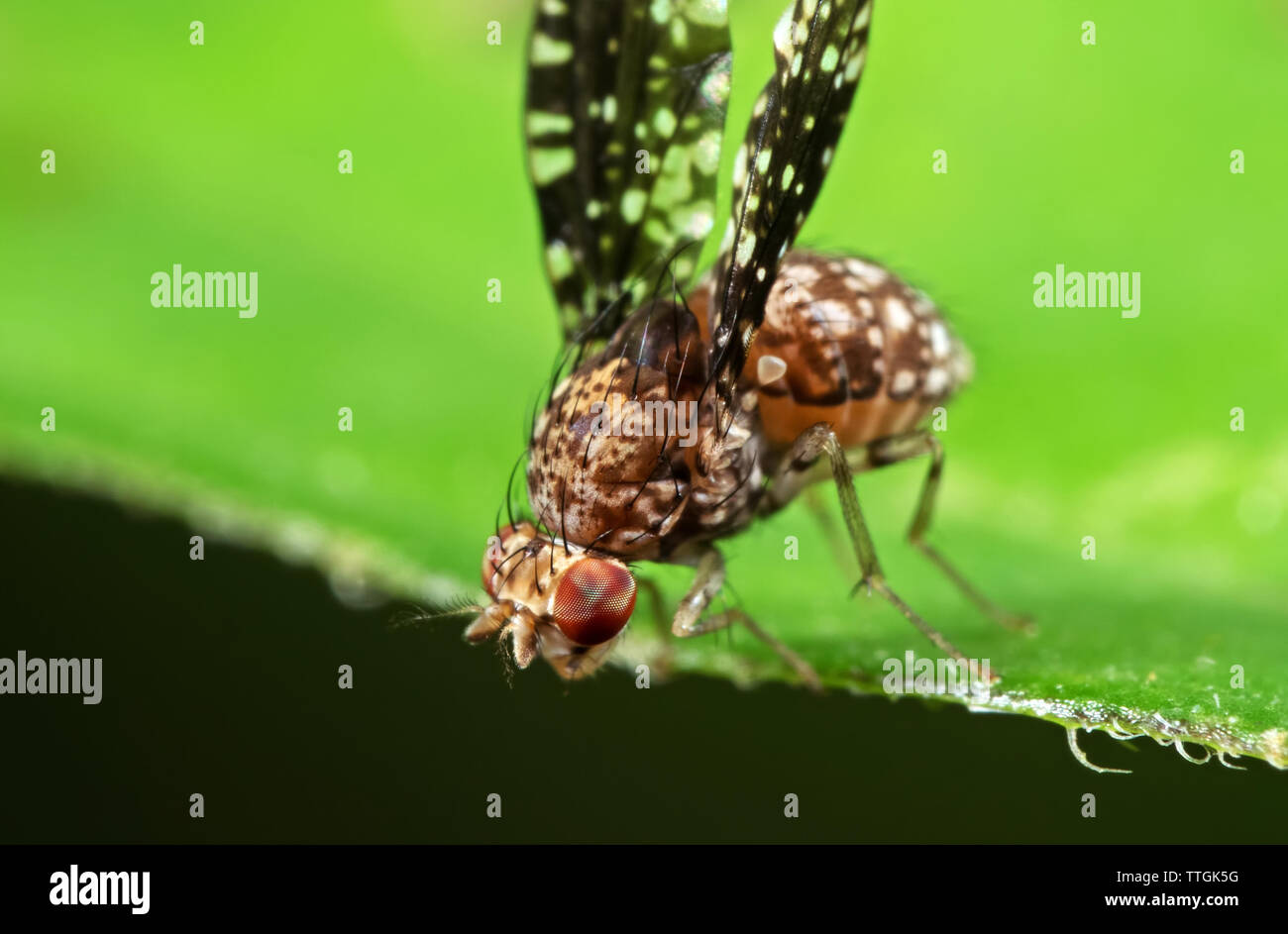 Macro Photography of Little Spotted Fly or Trypetisoma sticticum on ...