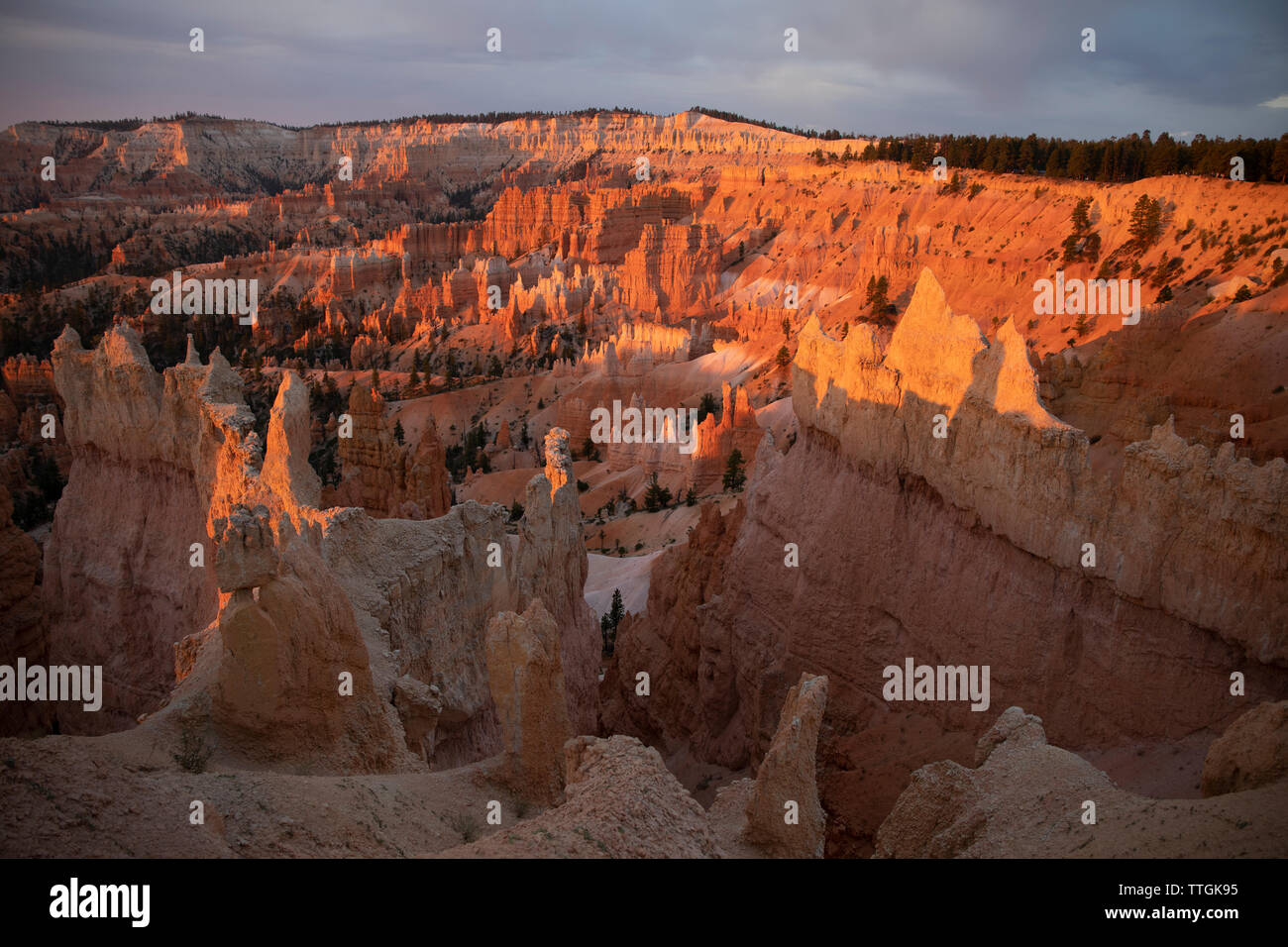 Sand columns in Bryce Canyon at sunrise Stock Photo - Alamy