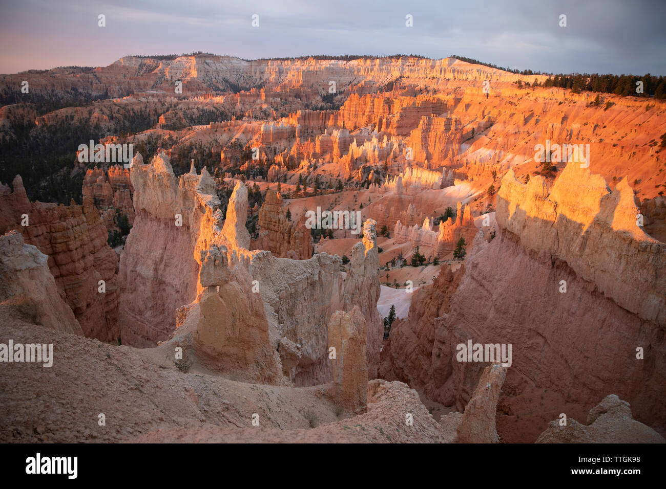Sand columns in Bryce Canyon at sunrise Stock Photo - Alamy