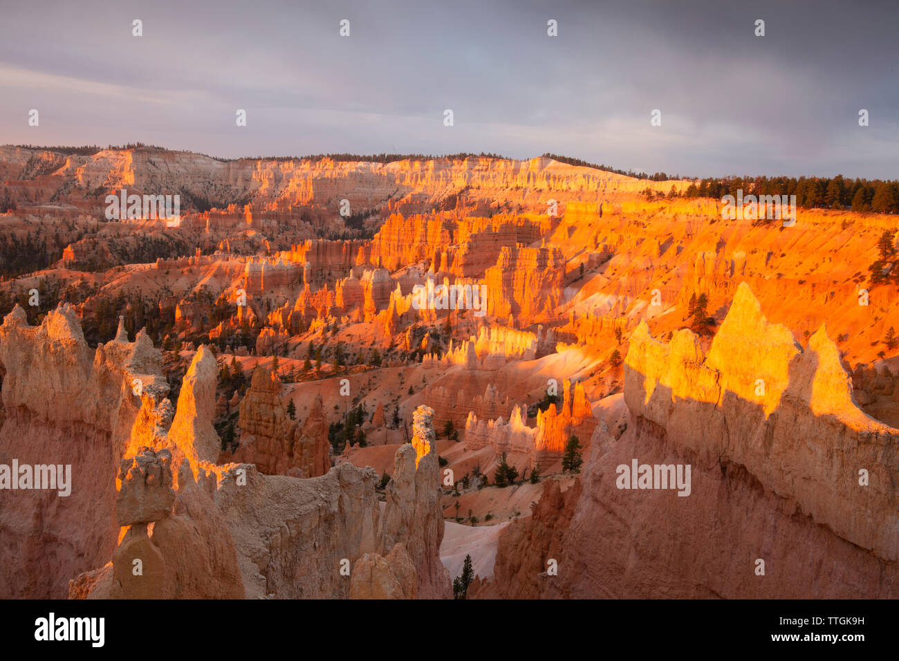 Sand columns in Bryce Canyon at sunrise Stock Photo - Alamy