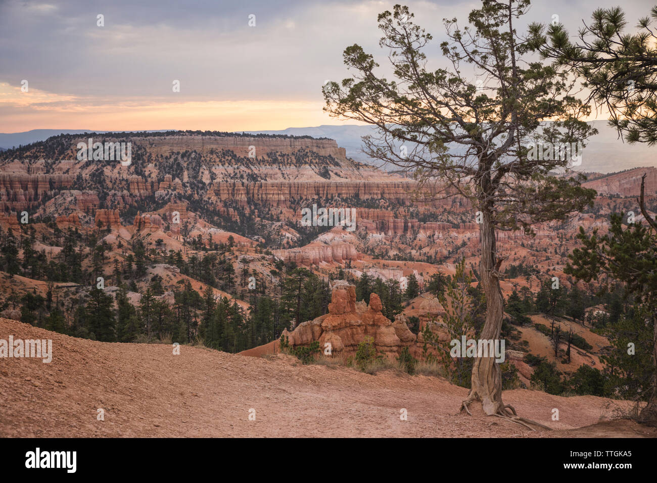 Tree and Sand Columns in Bryce Canyon Valley Stock Photo - Alamy