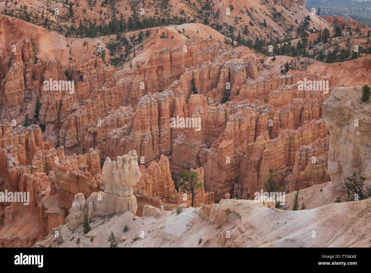 Sand columns in Bryce Canyon at sunrise Stock Photo - Alamy