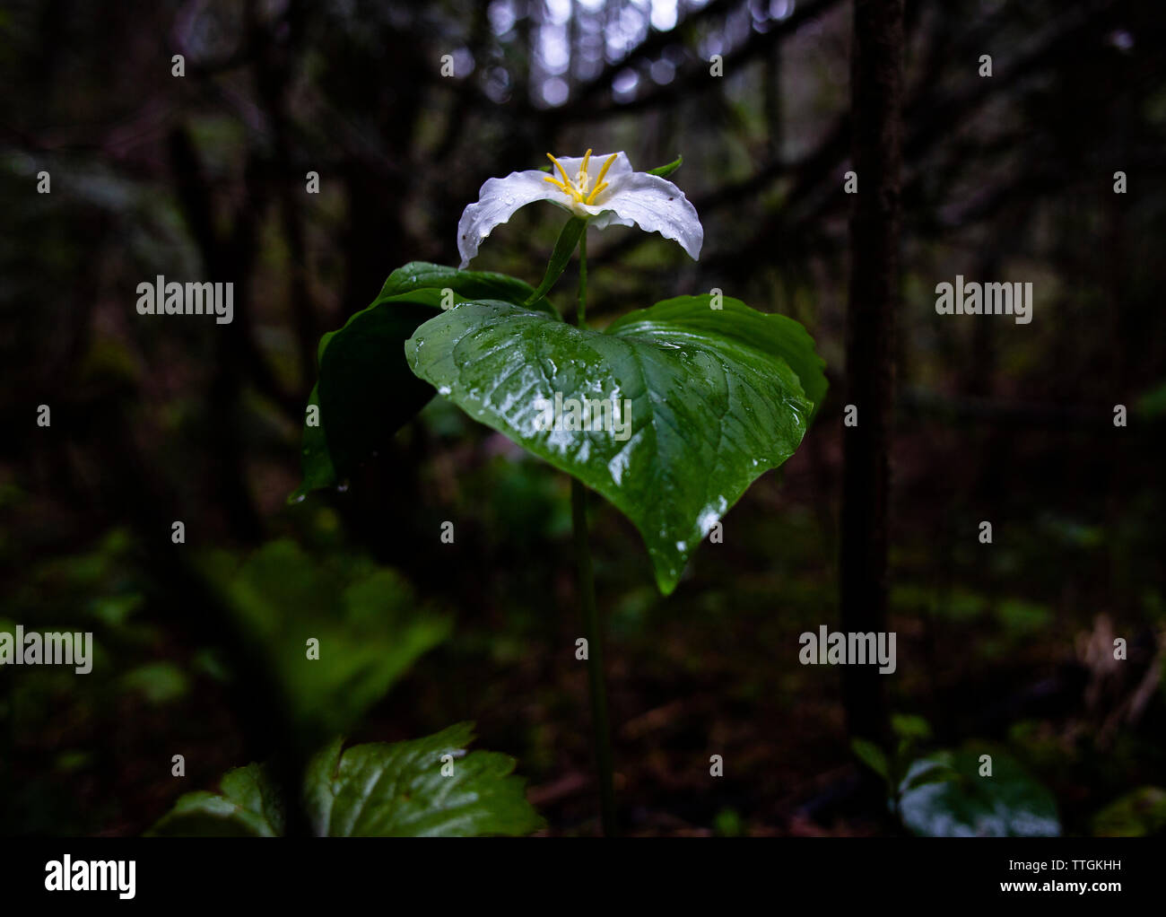 Dark spring hi-res stock photography and images - Alamy