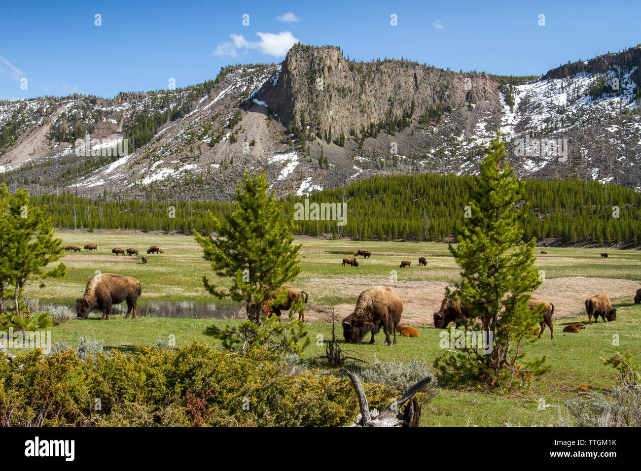 Yellowstone grass and mountains hi-res stock photography and images - Alamy
