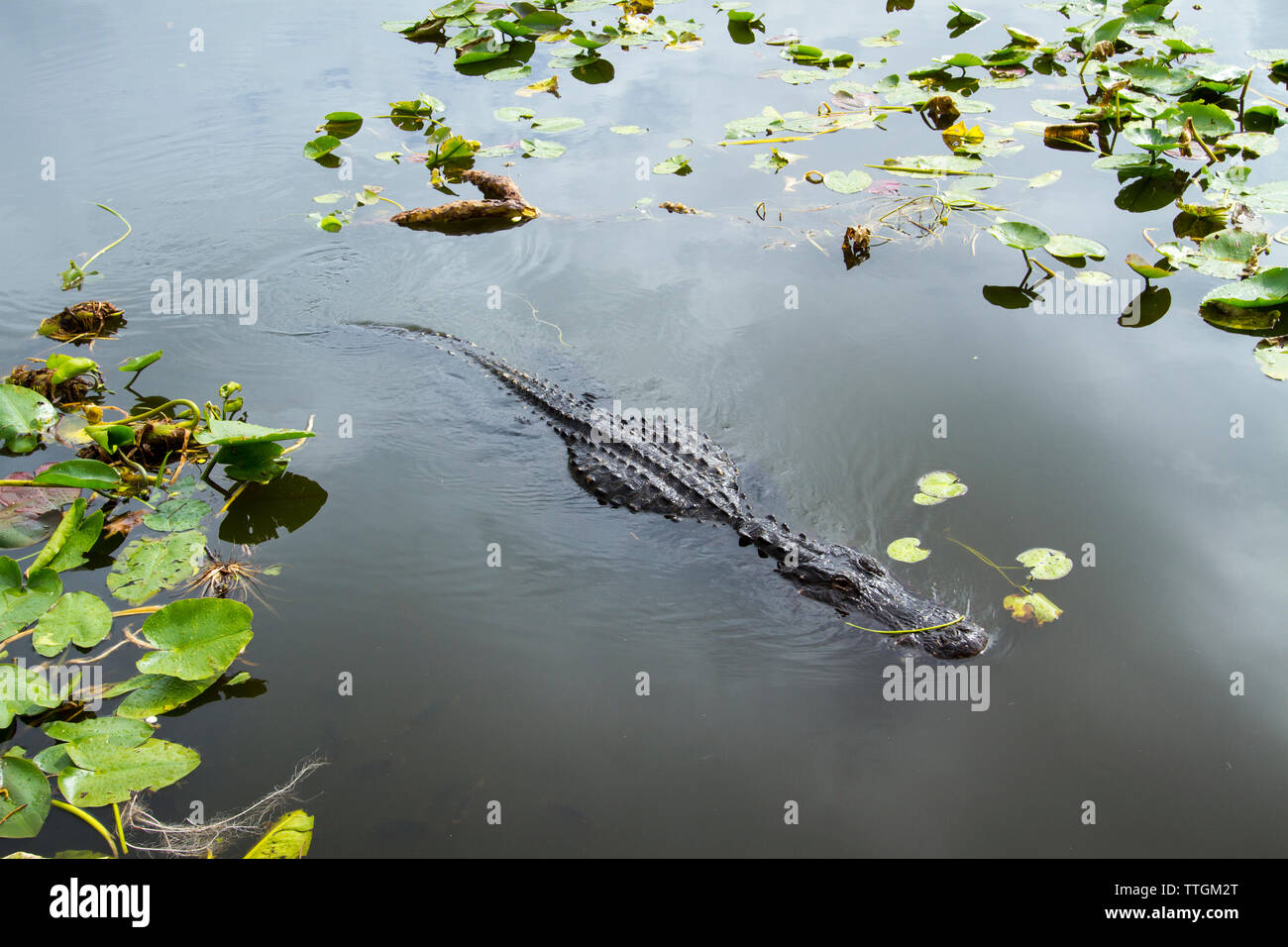 Alligator pond hi-res stock photography and images - Alamy