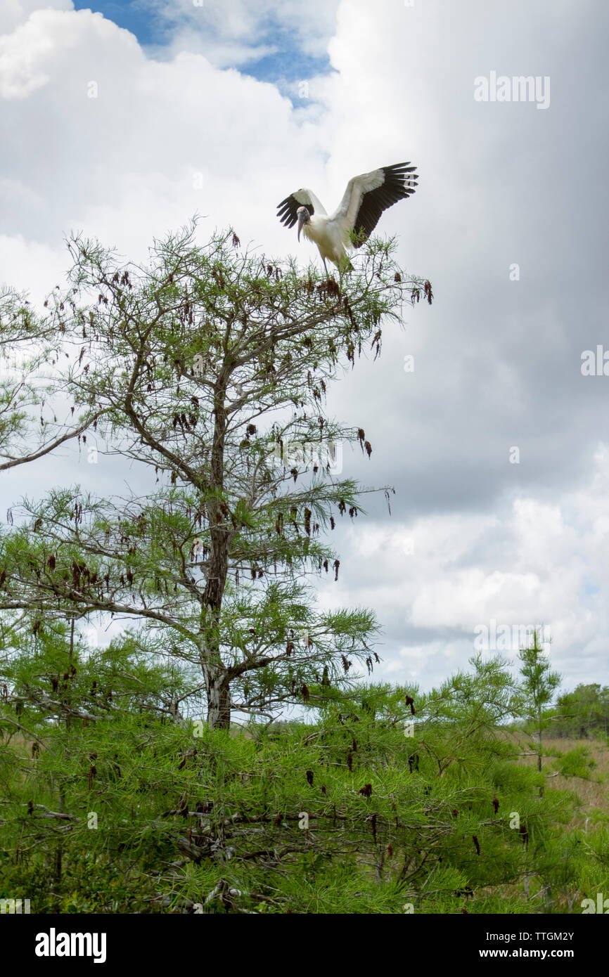 Bird Flying Over Tree High Resolution Stock Photography and Images - Alamy