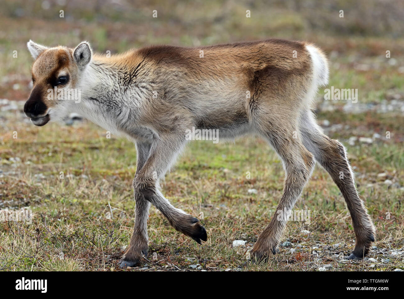 Newborn Caribou Calf