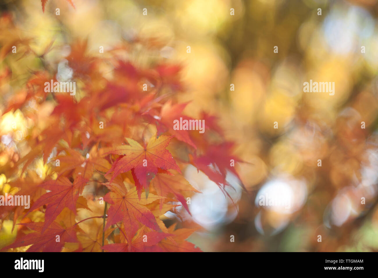 Maple Leaves in the fall with bokeh Stock Photo - Alamy