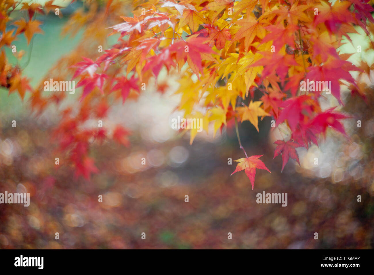 Abstract of leaves hi-res stock photography and images - Alamy