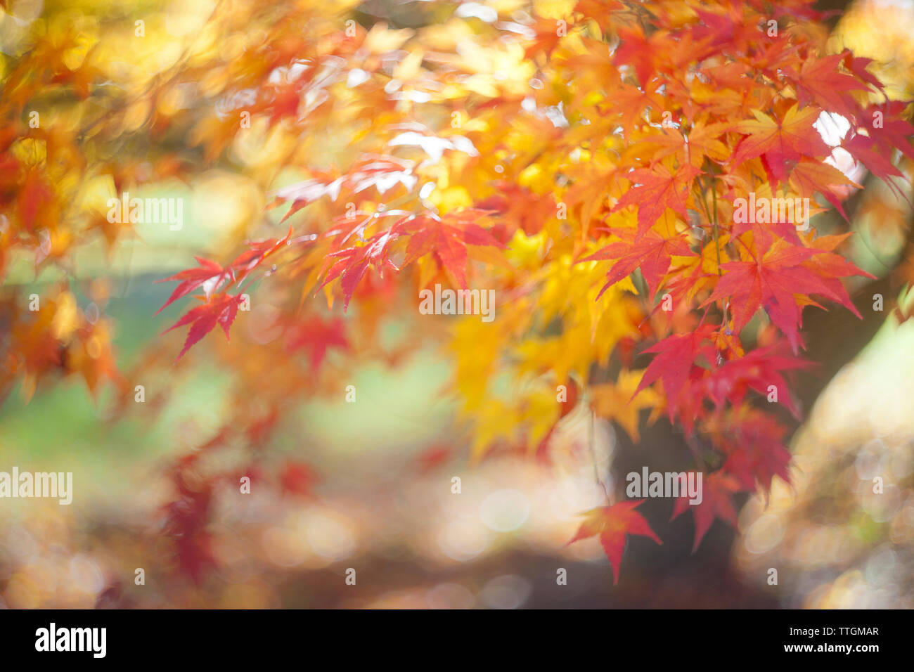 Maple tree and leaves in the fall with stunning colors Stock Photo - Alamy