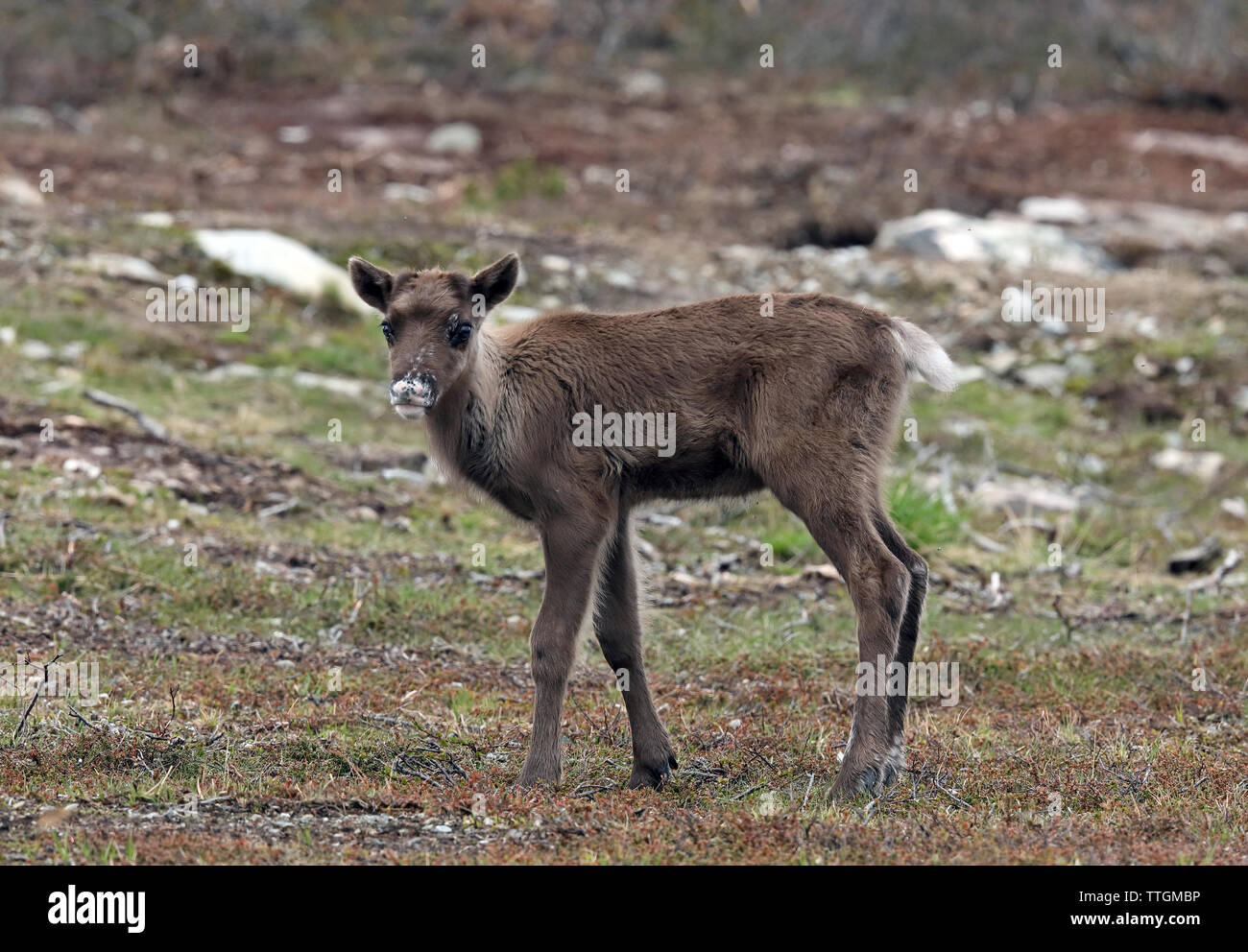 Newborn Caribou Calf