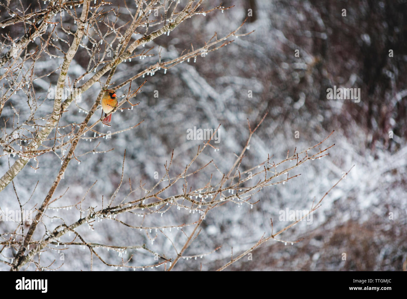 Female Cardinal in Icy Maple Stock Photo - Alamy