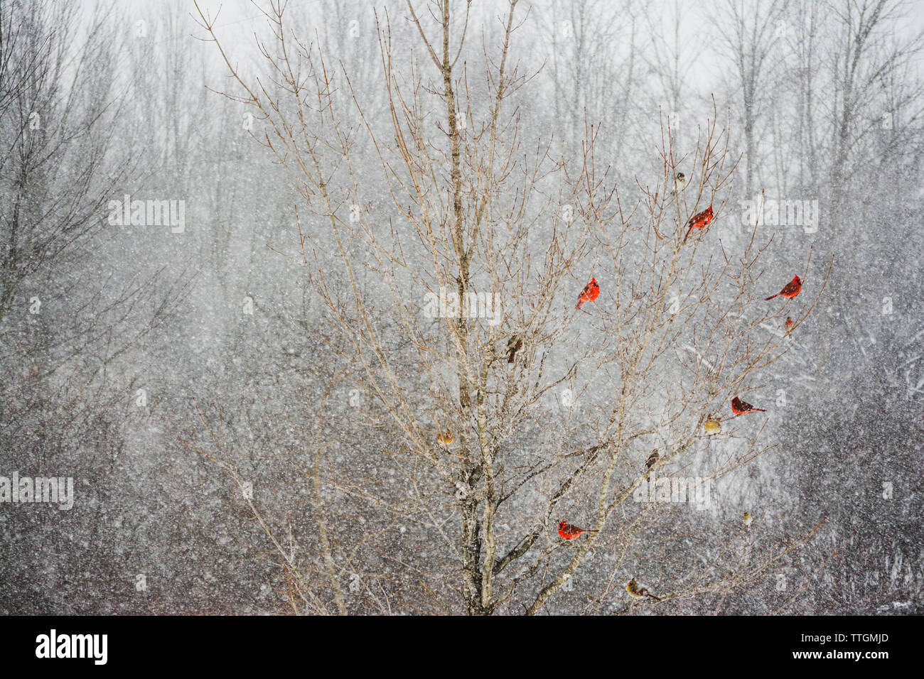 Cardinal bird cardinals birds hi-res stock photography and images - Alamy
