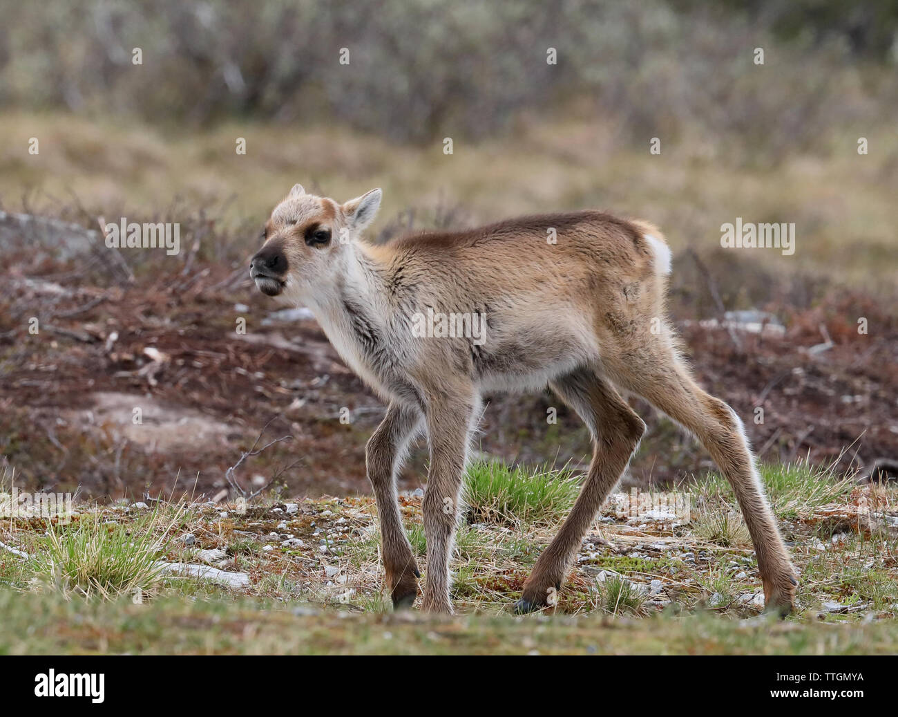 Tundra reindeers hi-res stock photography and images - Alamy