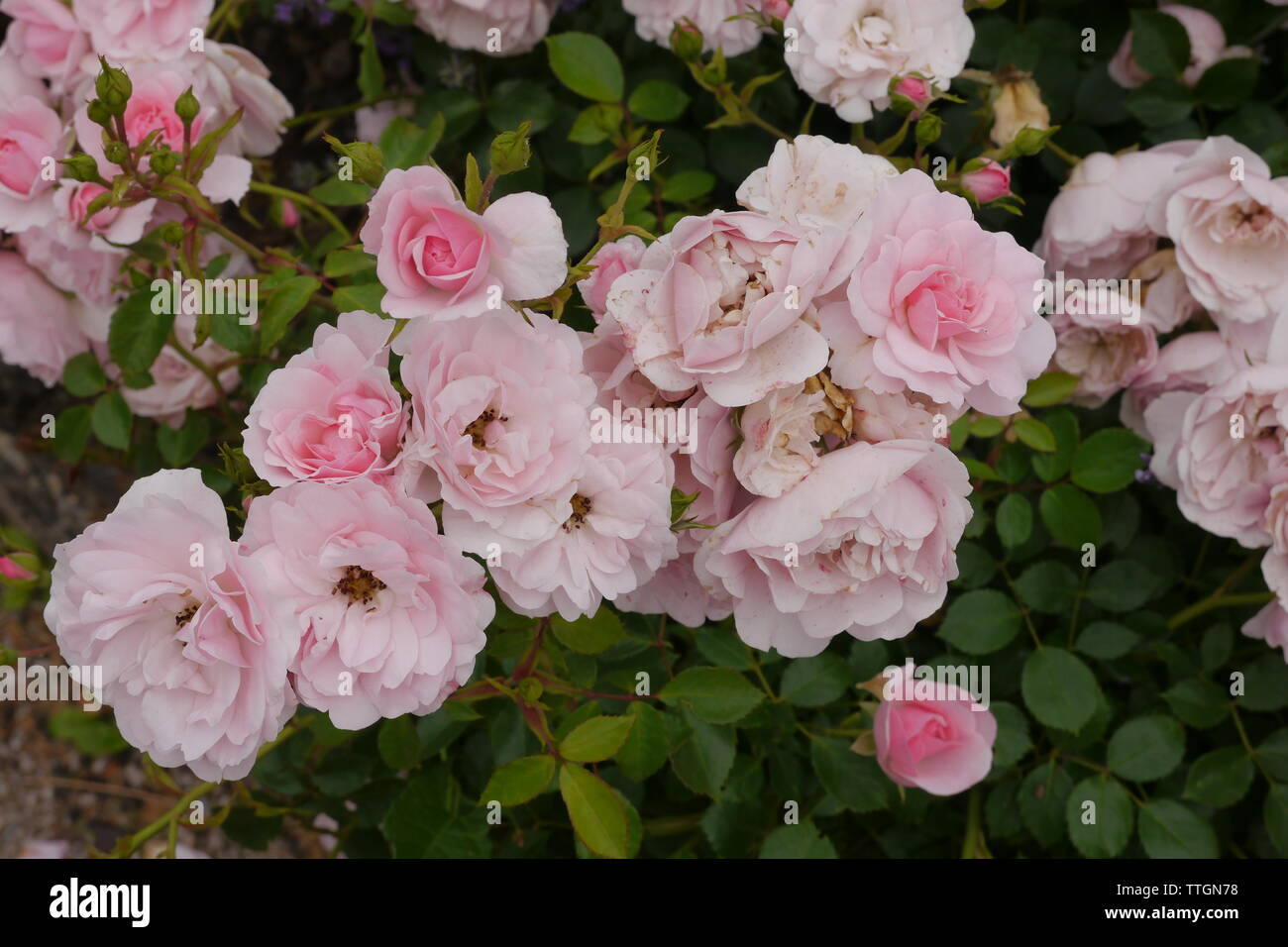 Light pink roses hi-res stock photography and images - Alamy