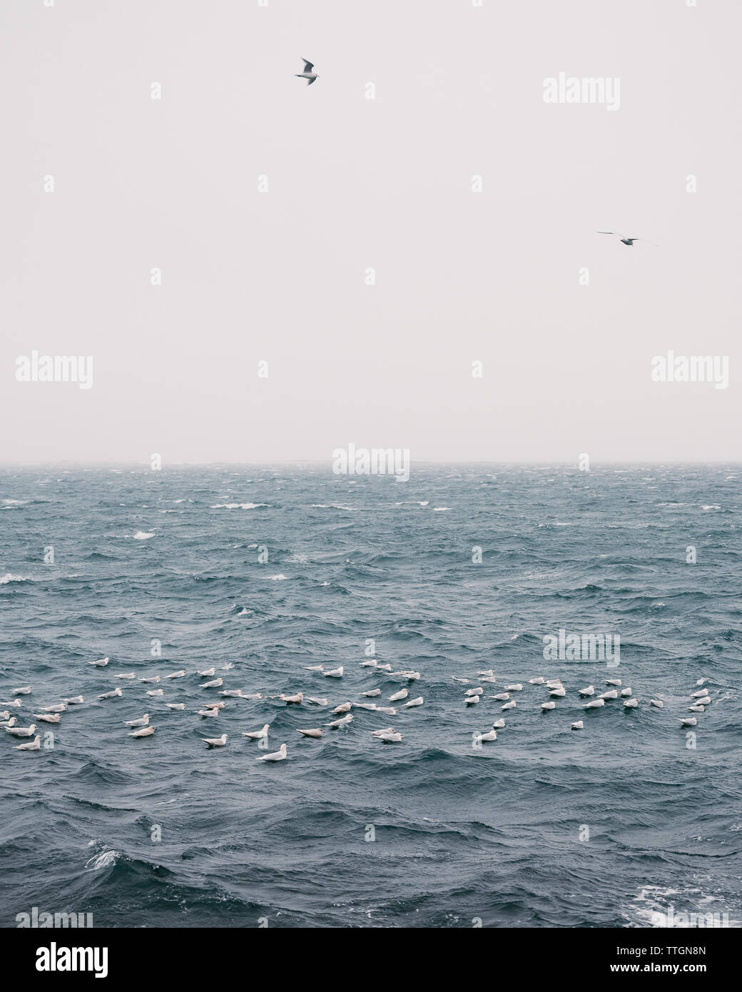 Many birds on waving water and cloudy sky Stock Photo - Alamy