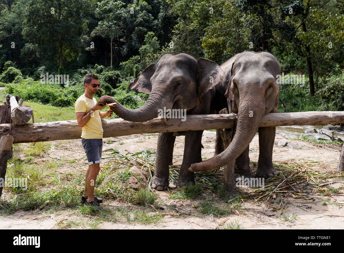 Feeding elephants thailand hi-res stock photography and images - Alamy