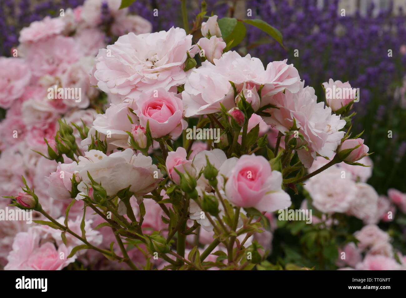 Rose garden lavender pink roses hi-res stock photography and images - Alamy