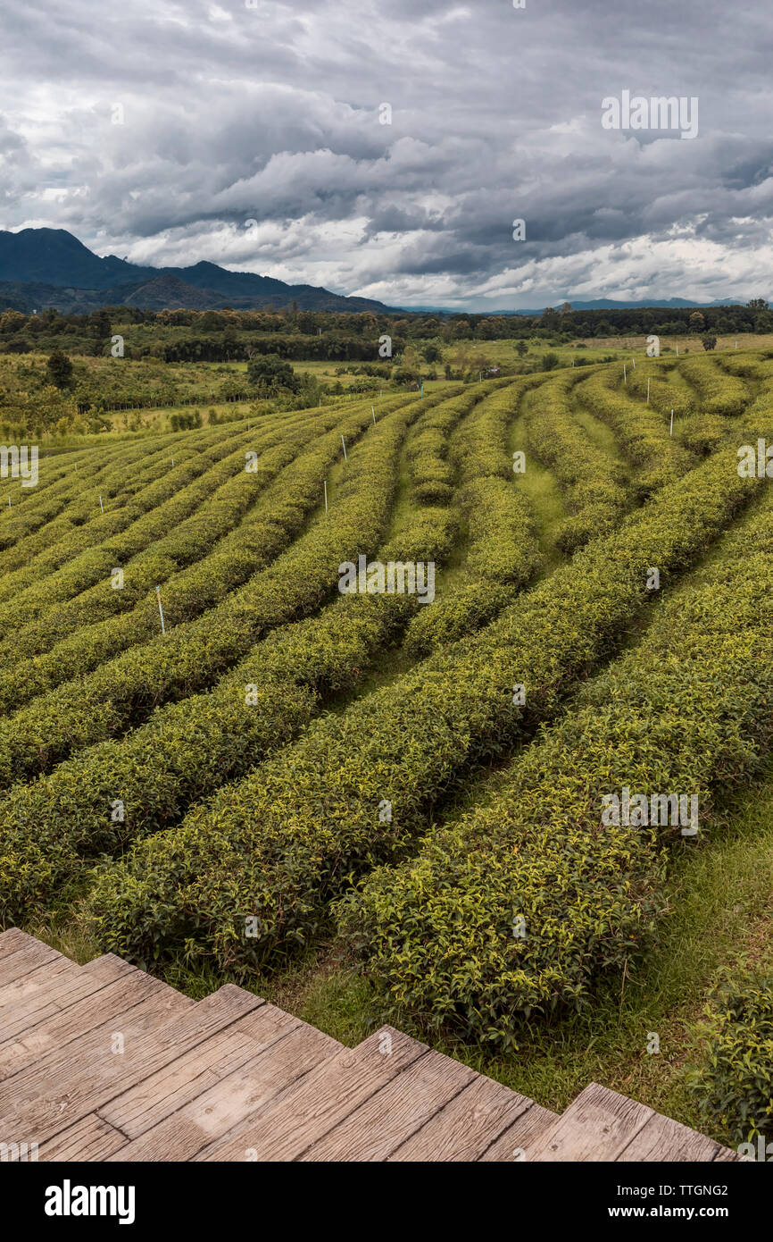 Tea plantation in Thailand. Chiang Rai Stock Photo - Alamy