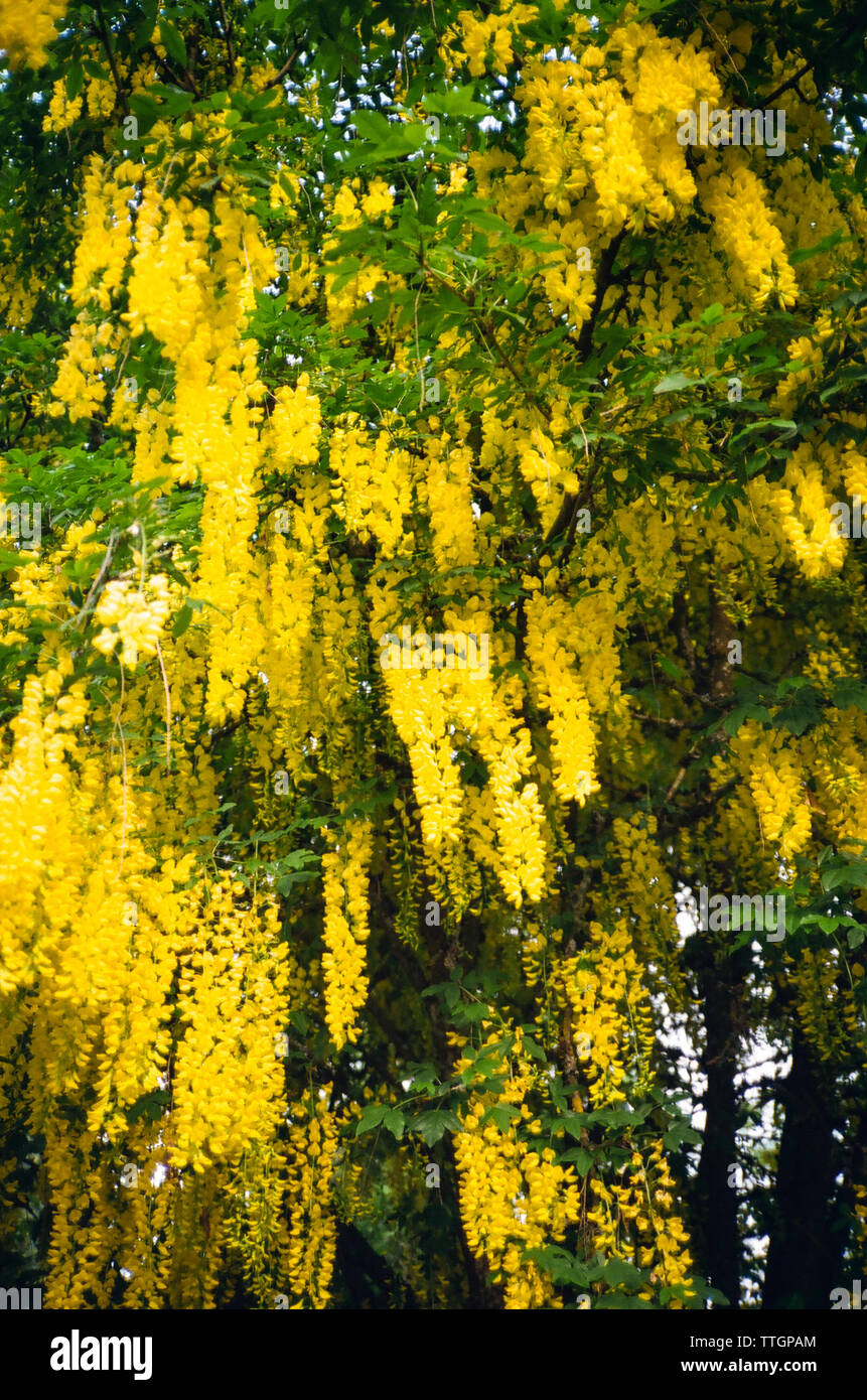 Yellow Laburnum tree also know as a golden chain tree. Hampshire ...