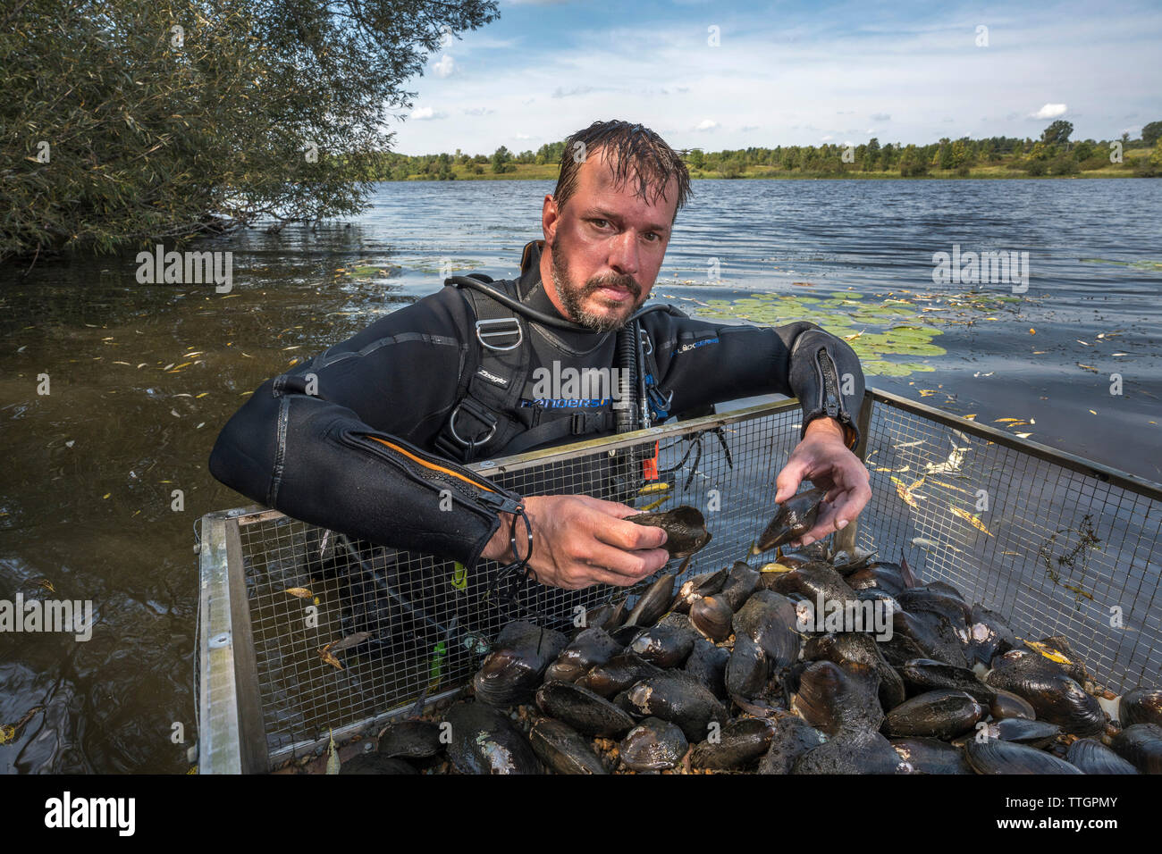 Diver with basket of native freshwater mussels from Grasse River, Mas ...