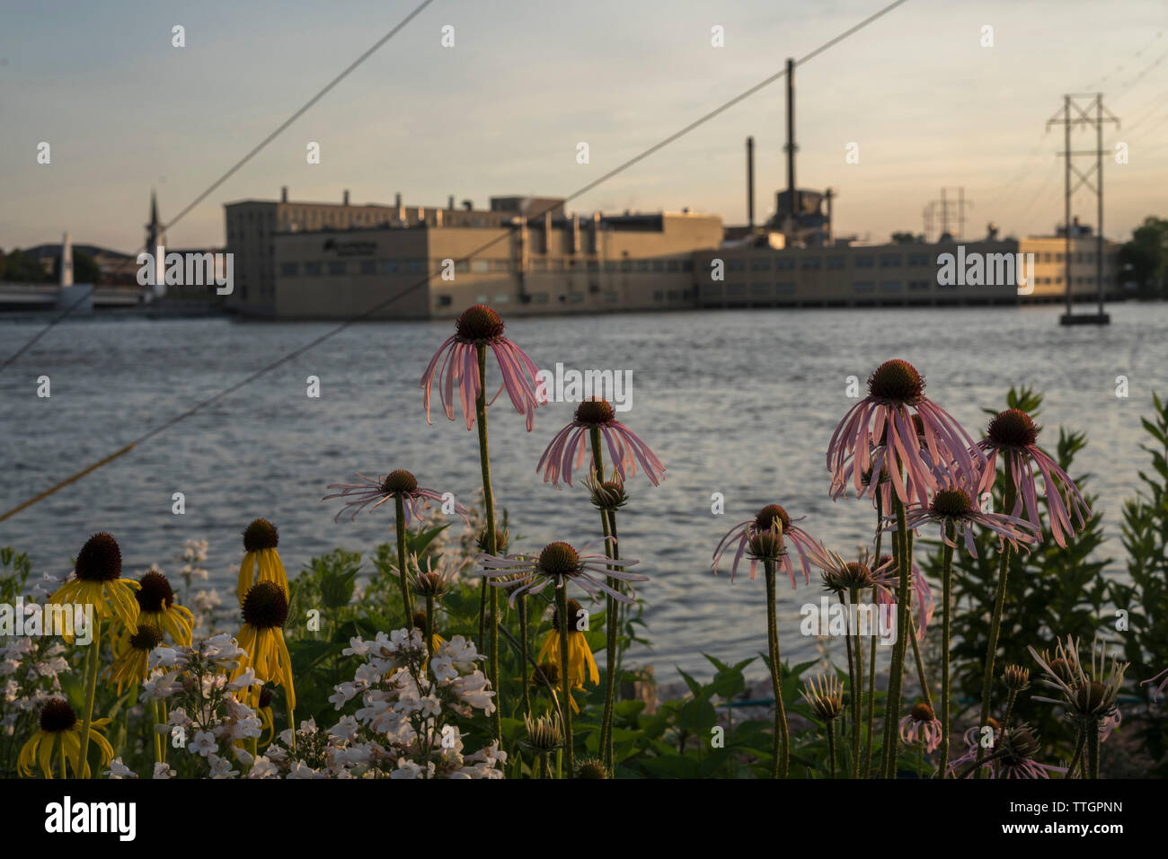 Native Plants, Shoreline Restoration, Power Dam, De Pere, Wisconsin ...