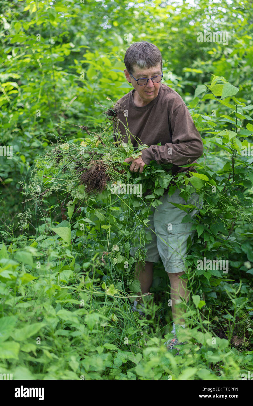 Volunteer Removing Invasive Species From Banks of Milwaukee River Stock ...