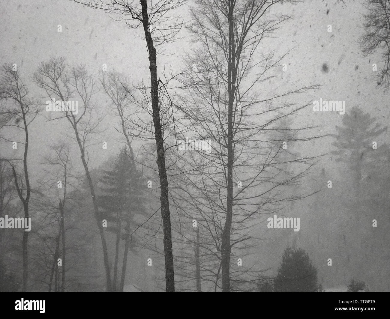 Winter storm in woods with heavy blizzard snowfall Stock Photo - Alamy