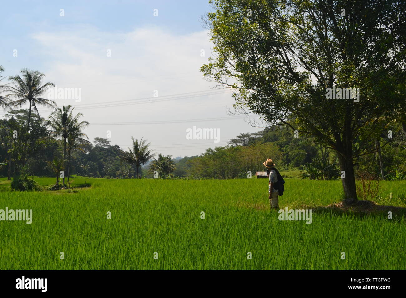 adventurous boy in the middle of the rice fields, wonderfull indonesian ...