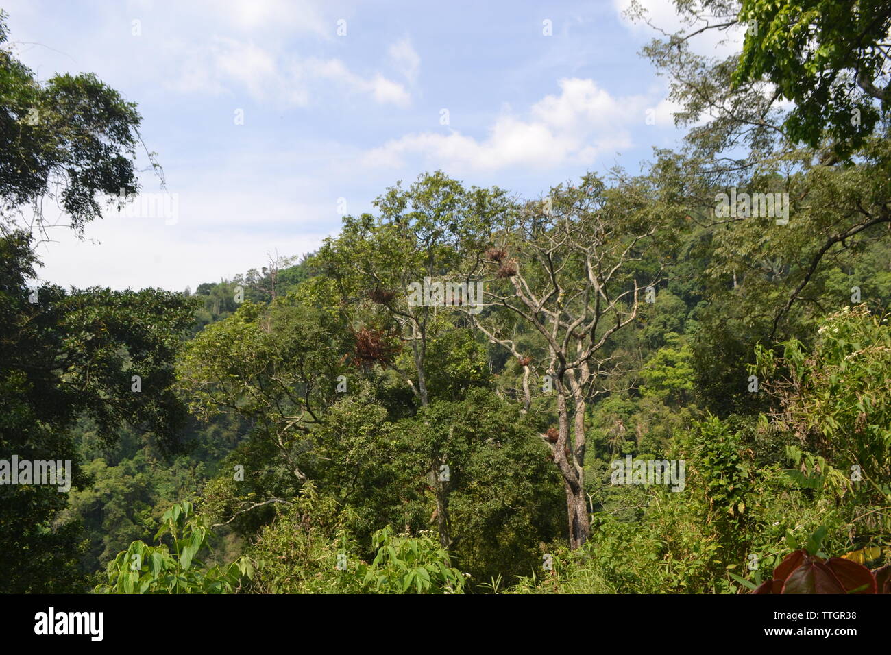 tropical forest mount ungaran, central java, indonesia Stock Photo - Alamy