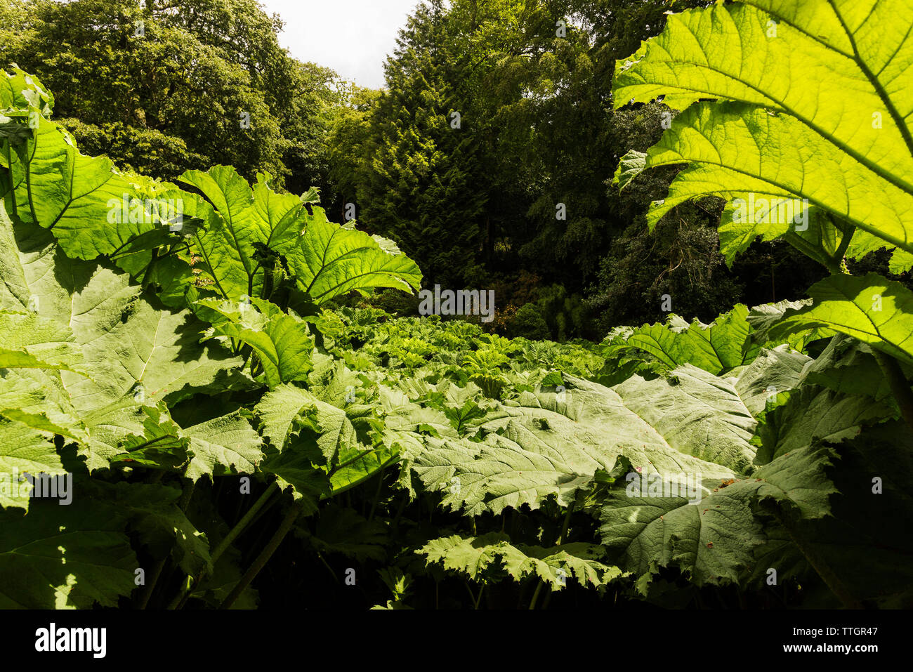 Large gunnera plants hi-res stock photography and images - Alamy