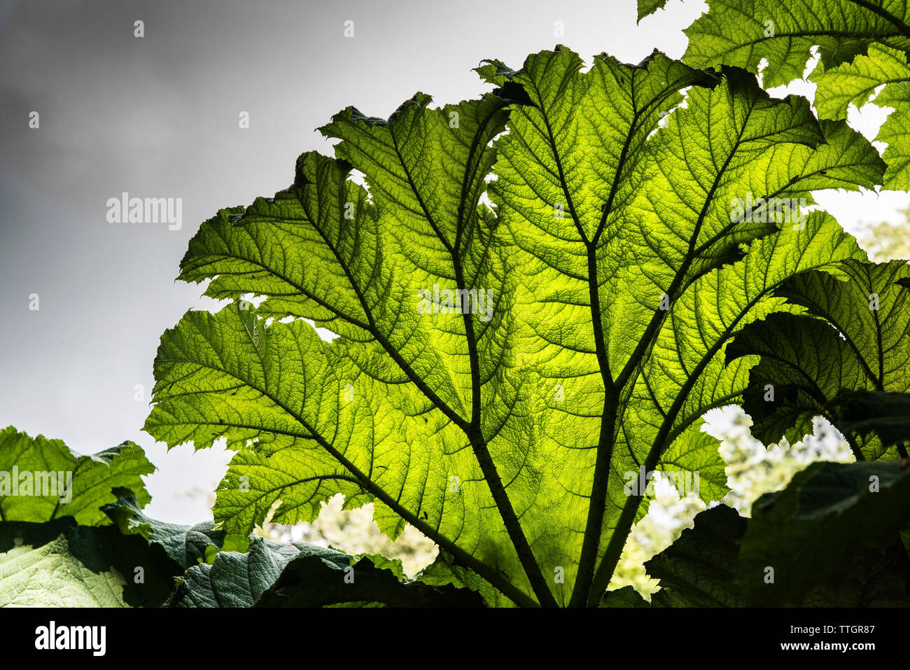 Gunnera manicata growing in Trebah Garden in Cornwall Stock Photo - Alamy