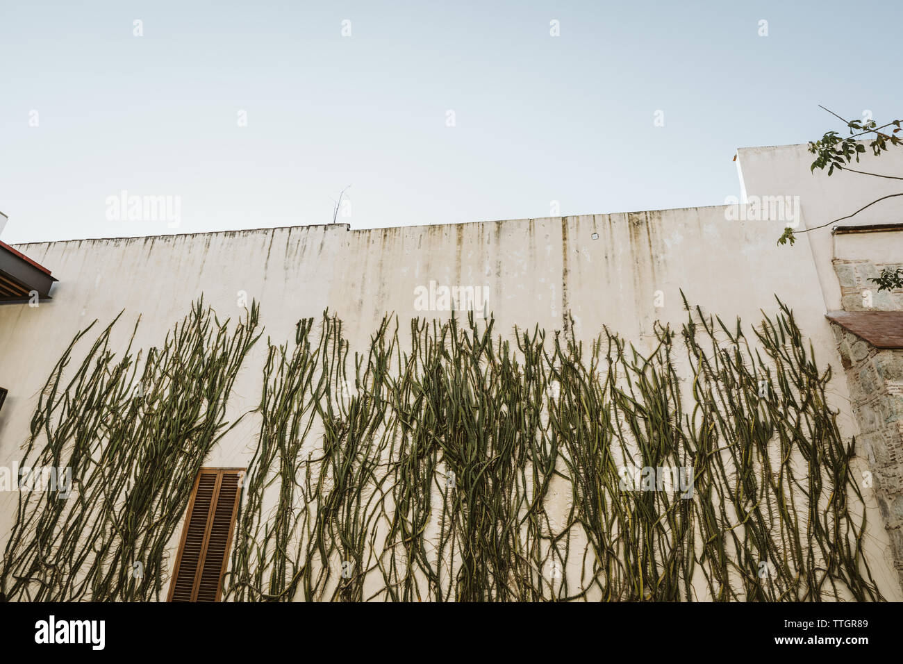 Climbing cactus High Resolution Stock Photography and Images - Alamy