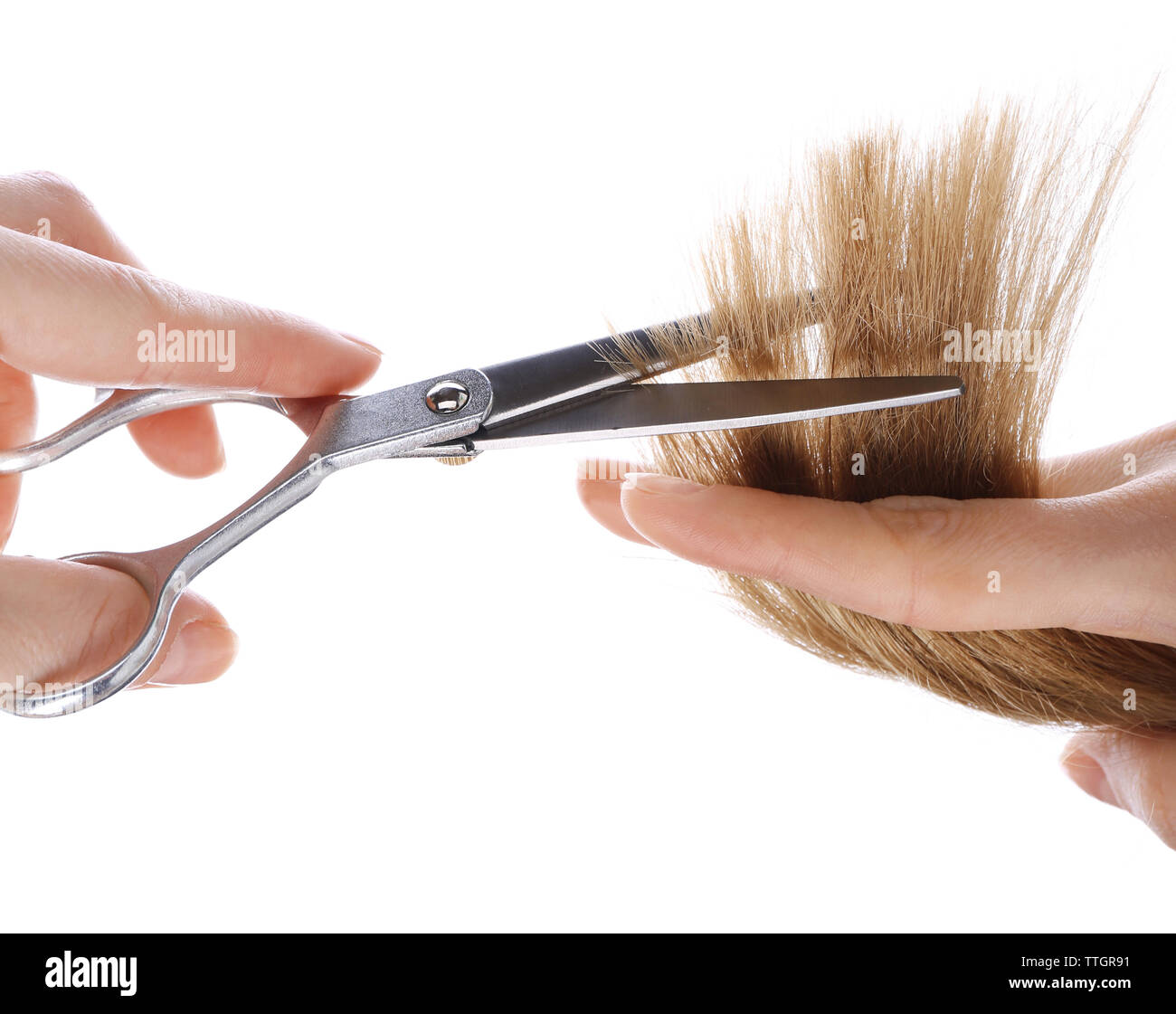 Hairdresser's hands with scissors cutting blonde strand of hair ...