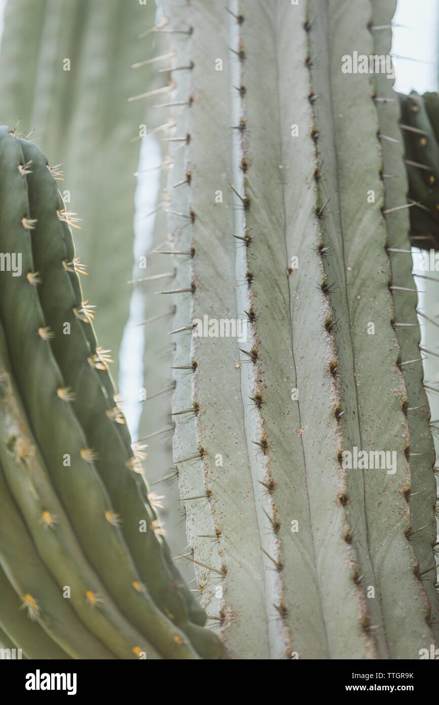 details of ridges and spines of a green saguaro cactus in mexico Stock ...
