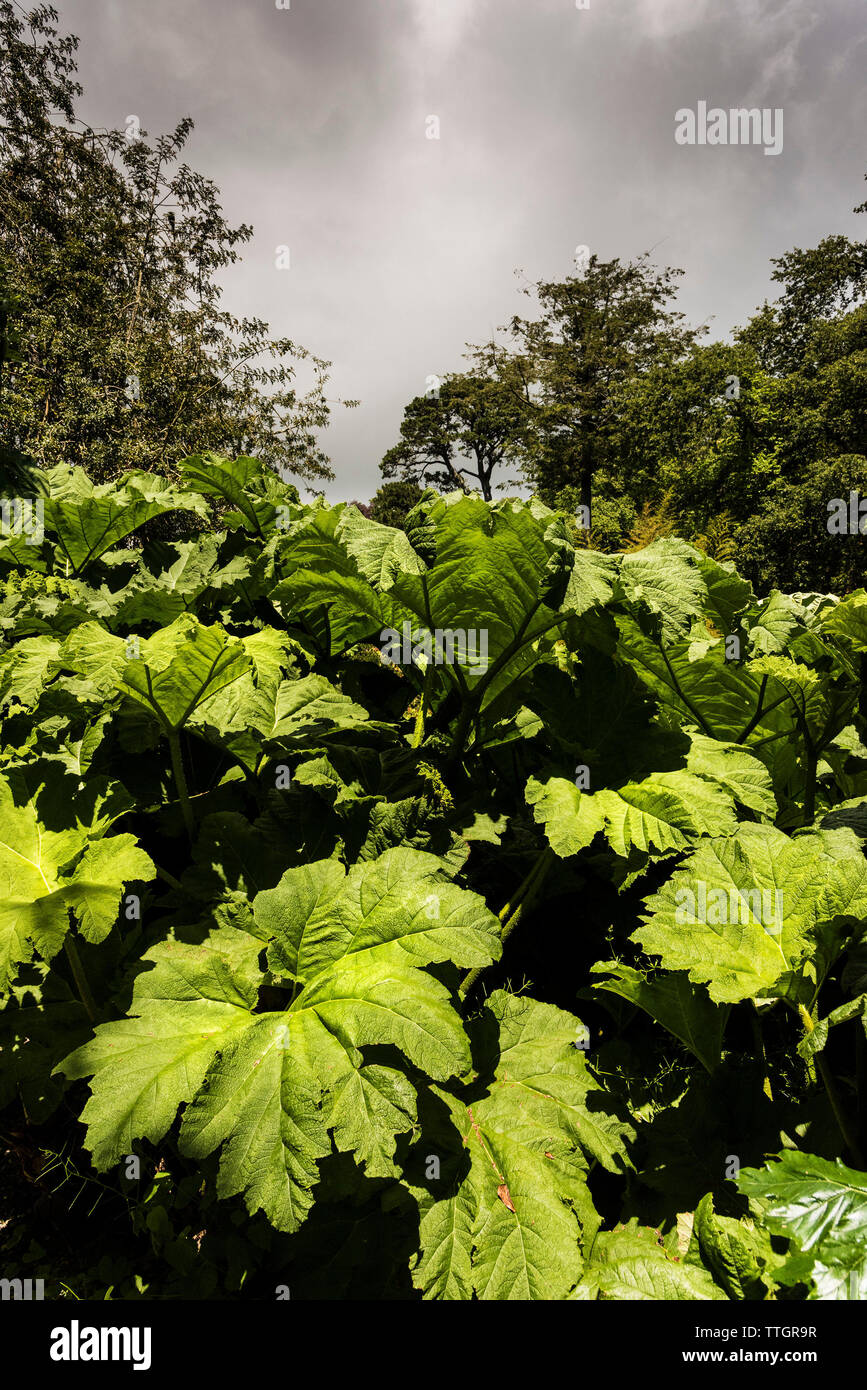Large gunnera plants hi-res stock photography and images - Alamy
