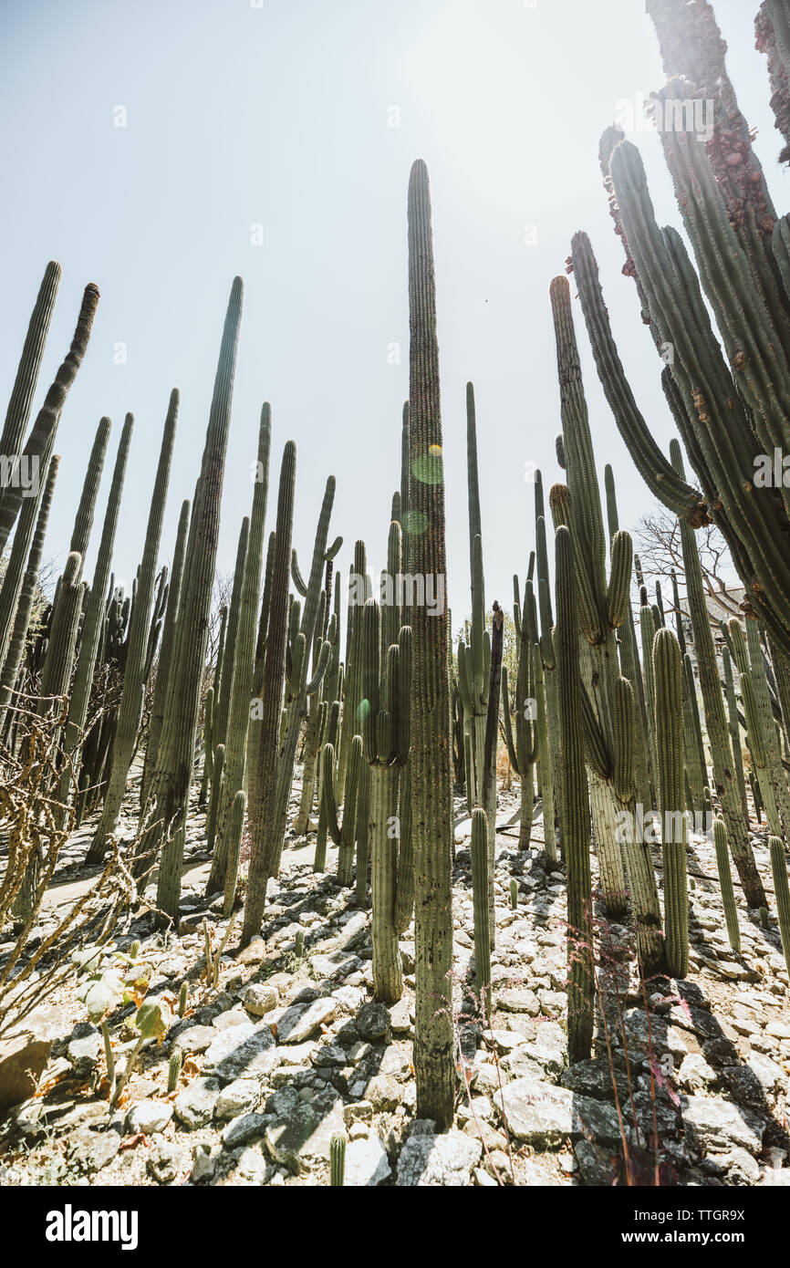 Mexican courtyard hi-res stock photography and images - Alamy