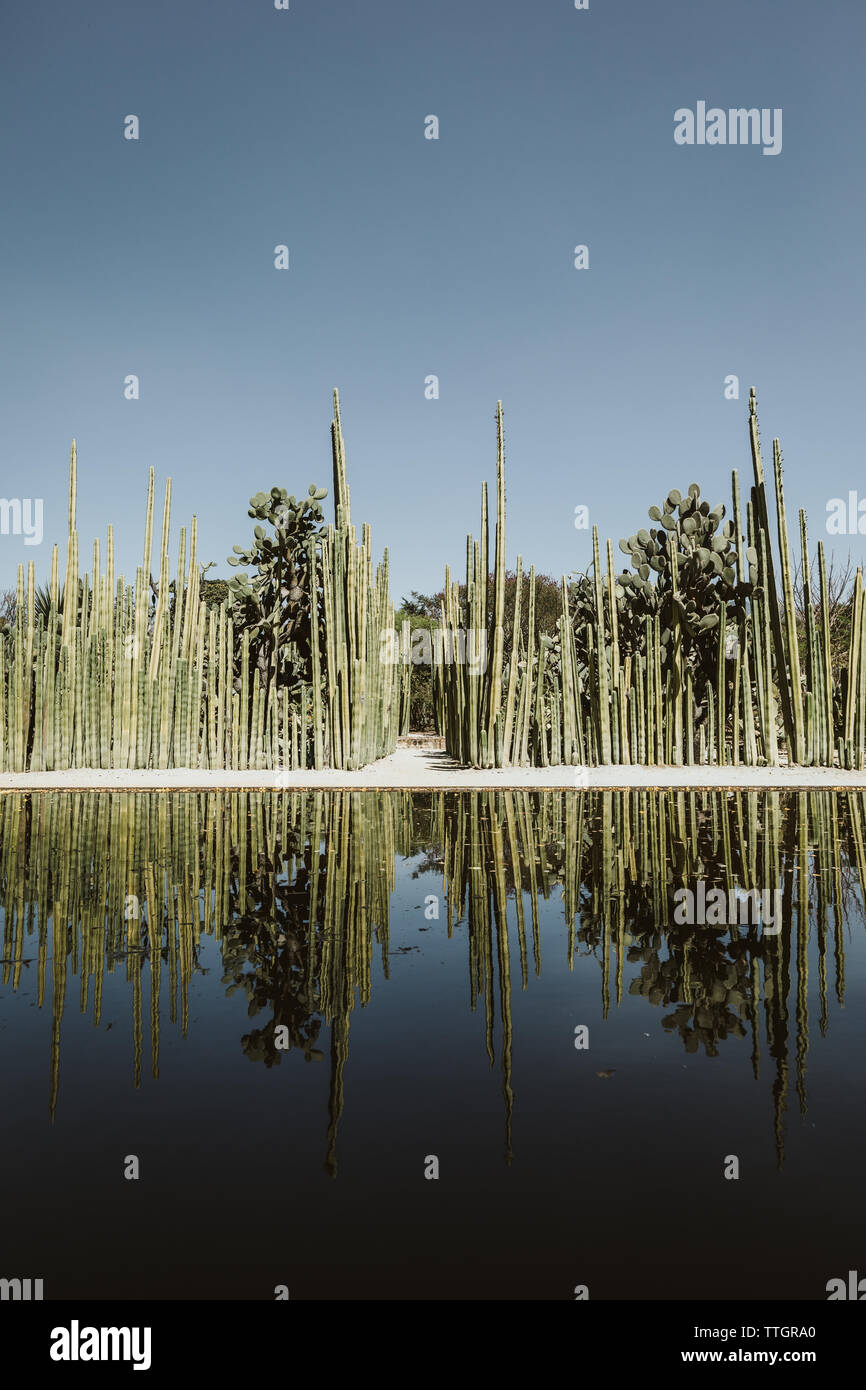 reflection of cactus garden in courtyard pool in mexico Stock Photo - Alamy