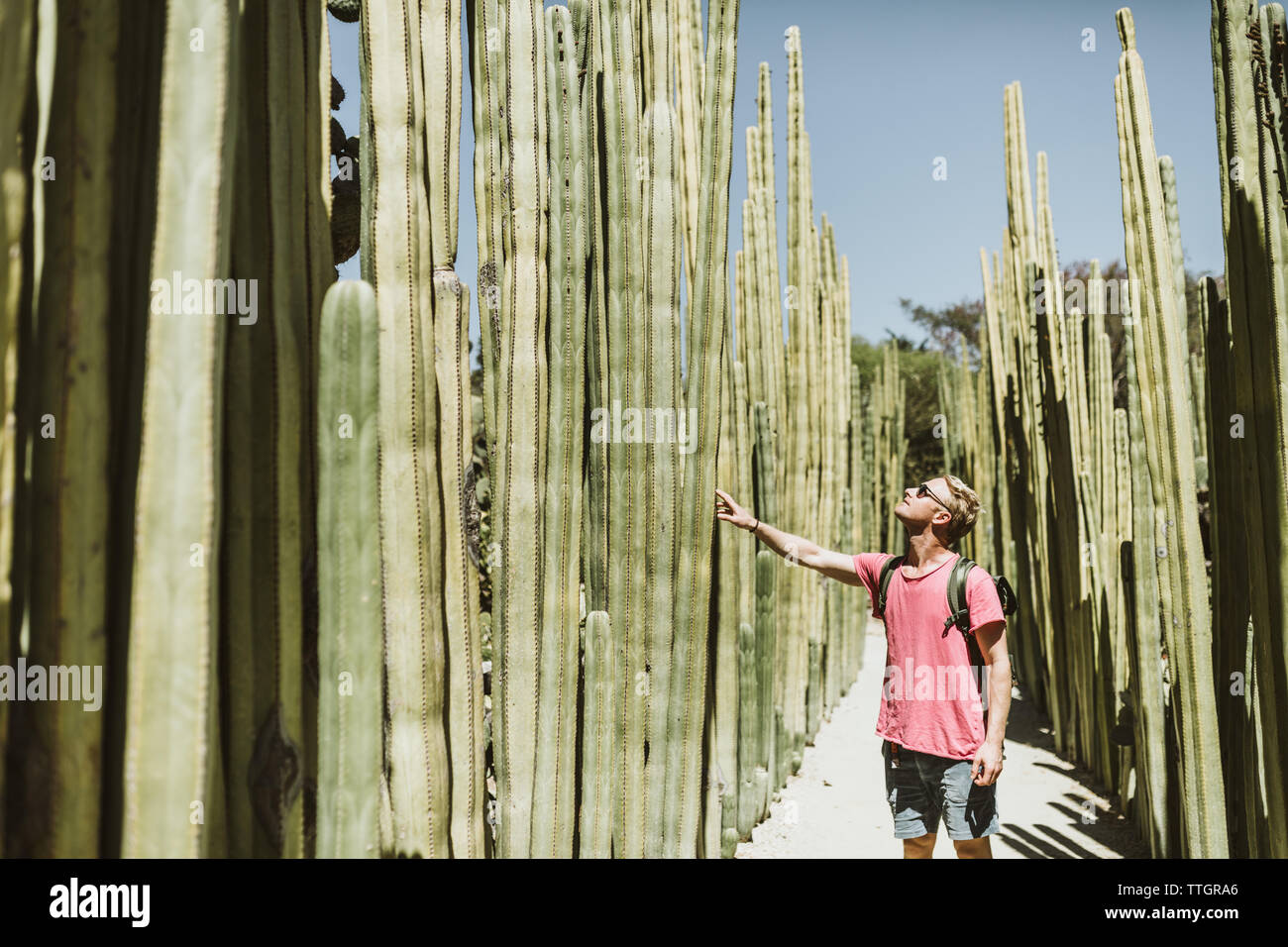tourist man looks up at wall of cacti in a cactus garden in mexico ...