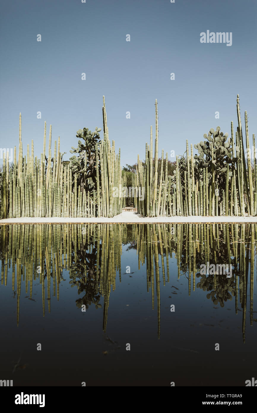 reflecting pool of vertical cacti garden and walking paths in mexico ...