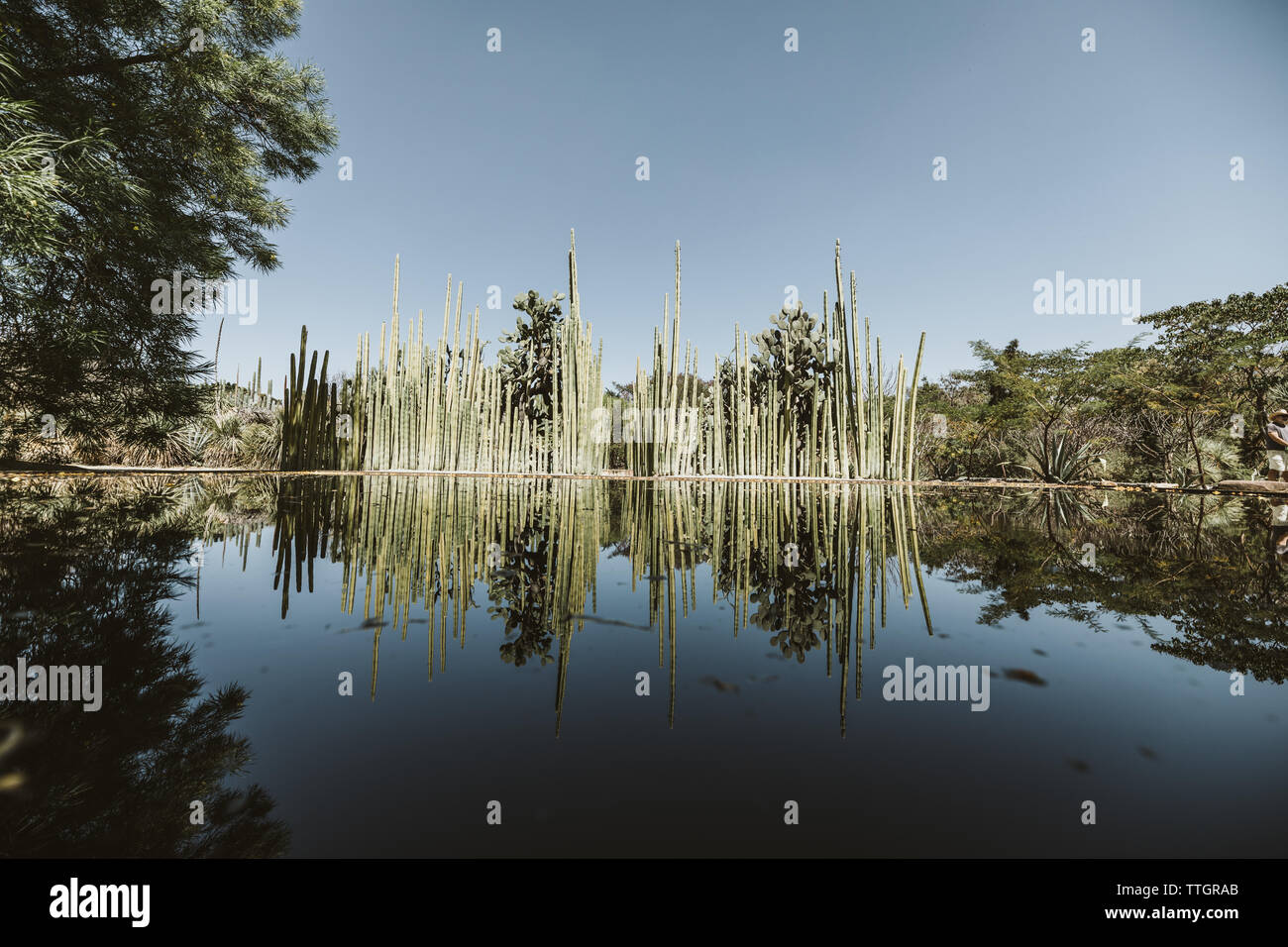 Reflecting greenery hi-res stock photography and images - Alamy