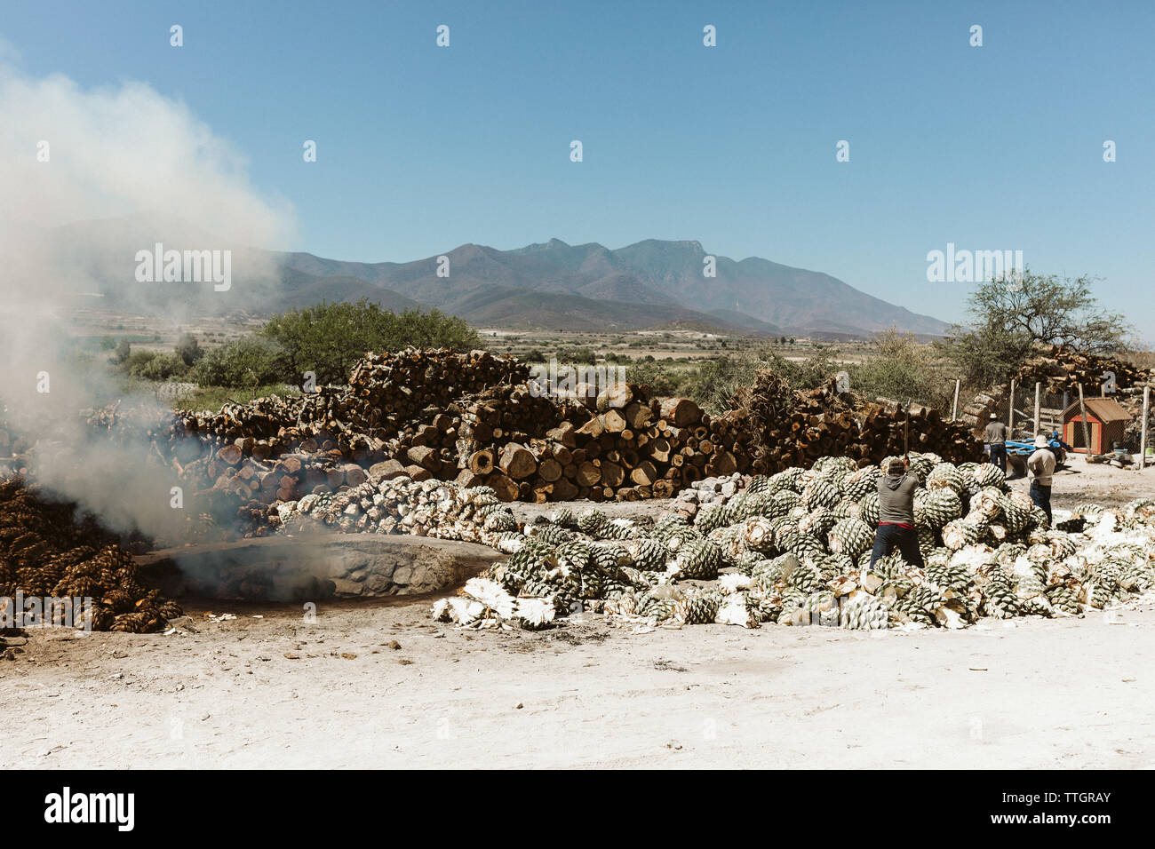burning of agave pinas during the mezcal making process in oaxaca Stock ...