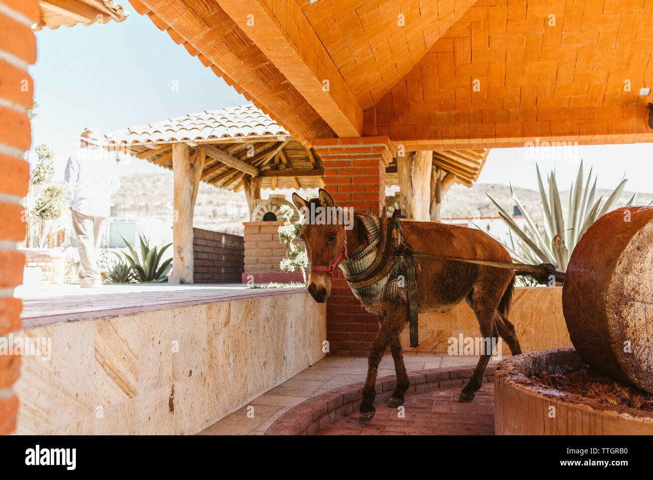 donkey pulls grinding stone to crush agave making mezcal Stock Photo ...