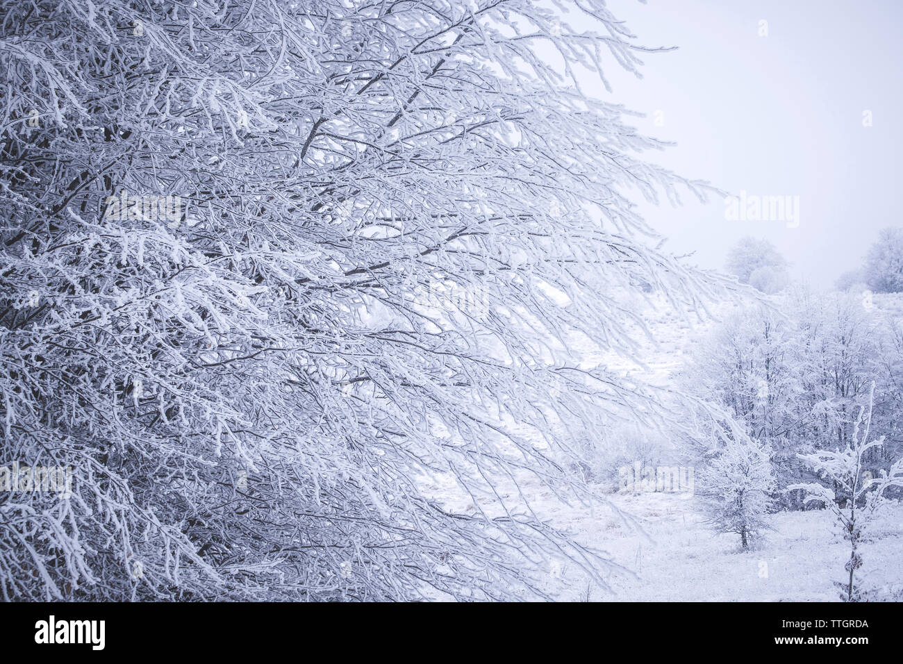 Trees against sky hi-res stock photography and images - Alamy