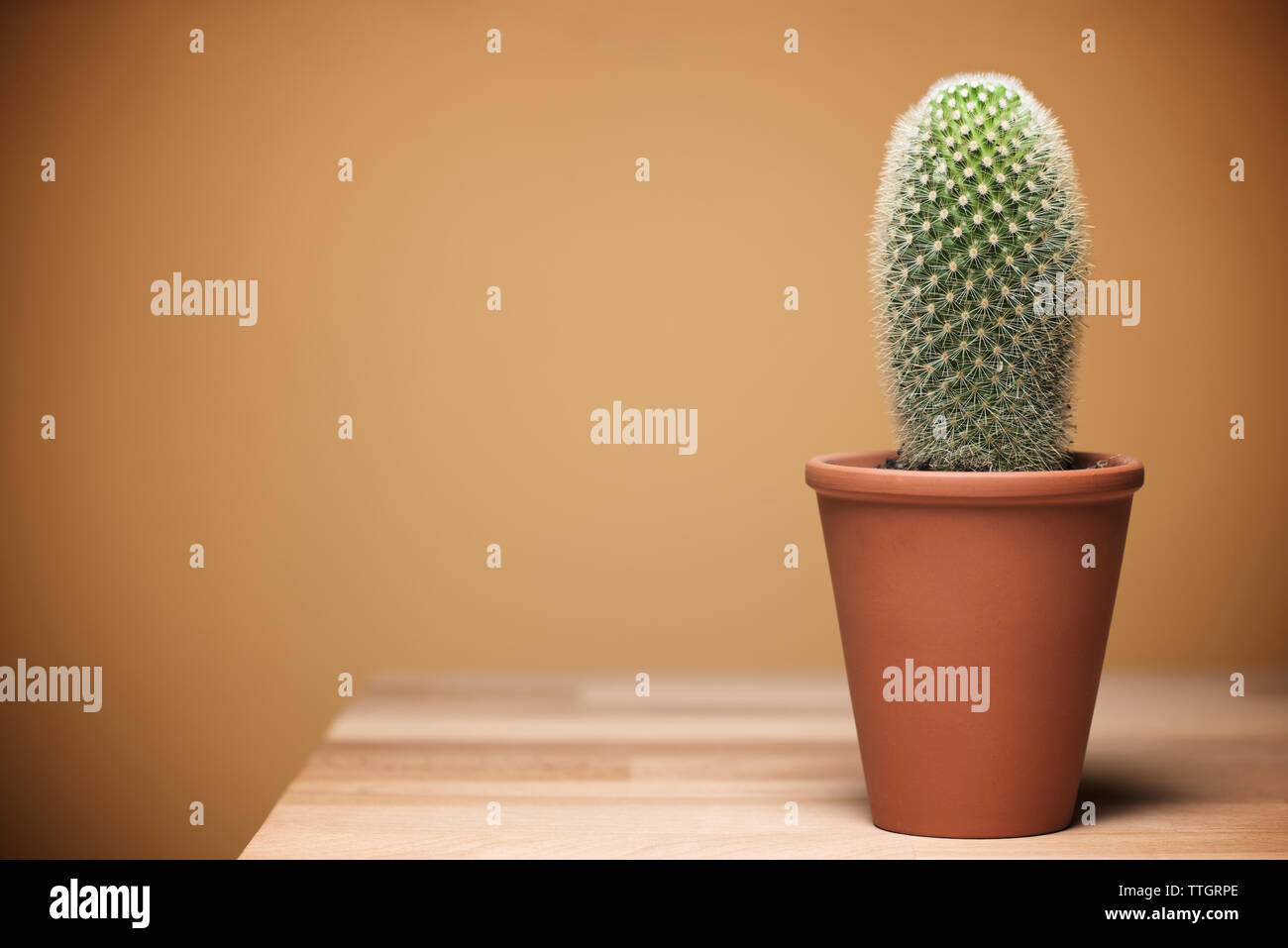 Potted cactus hi-res stock photography and images - Alamy